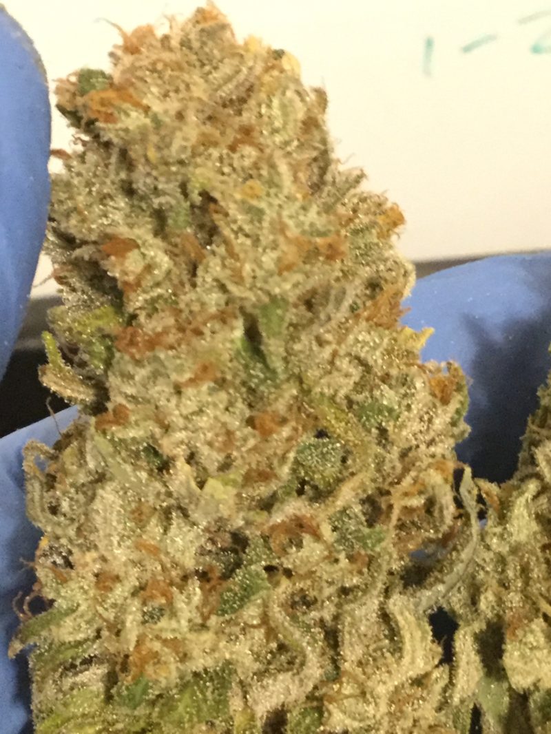 Grow Journal: OG Kush, Photo Period, 4x4 Tent, Canada: WEEK 18