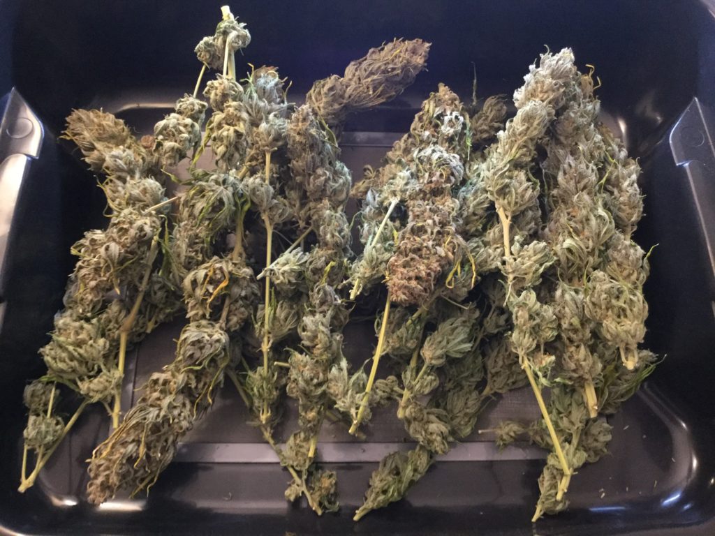 Grow Journal: OG Kush, Photo Period, 4x4 Tent, Canada: WEEK 18