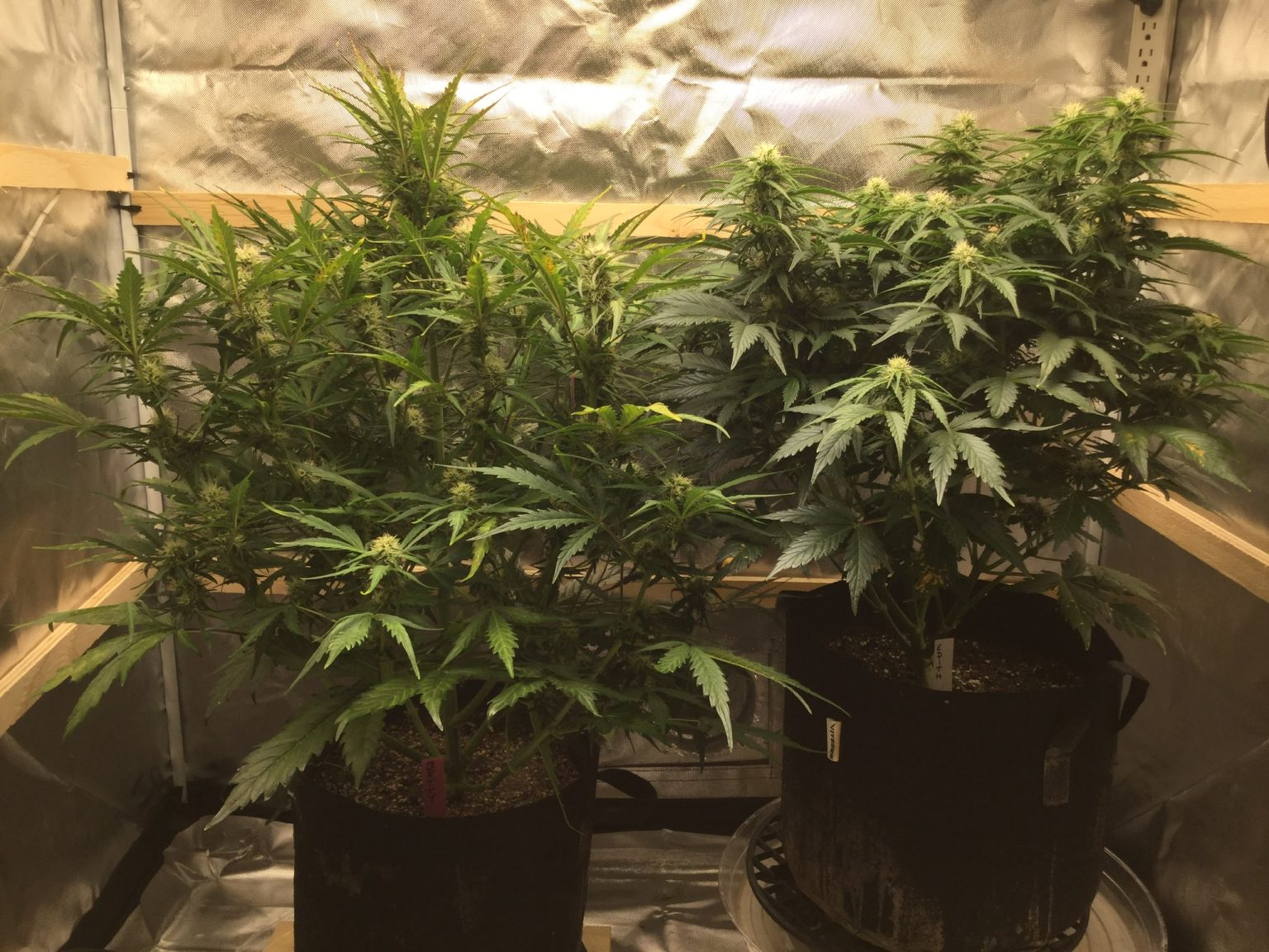 Gorilla Glue AutoFlower: Week 7